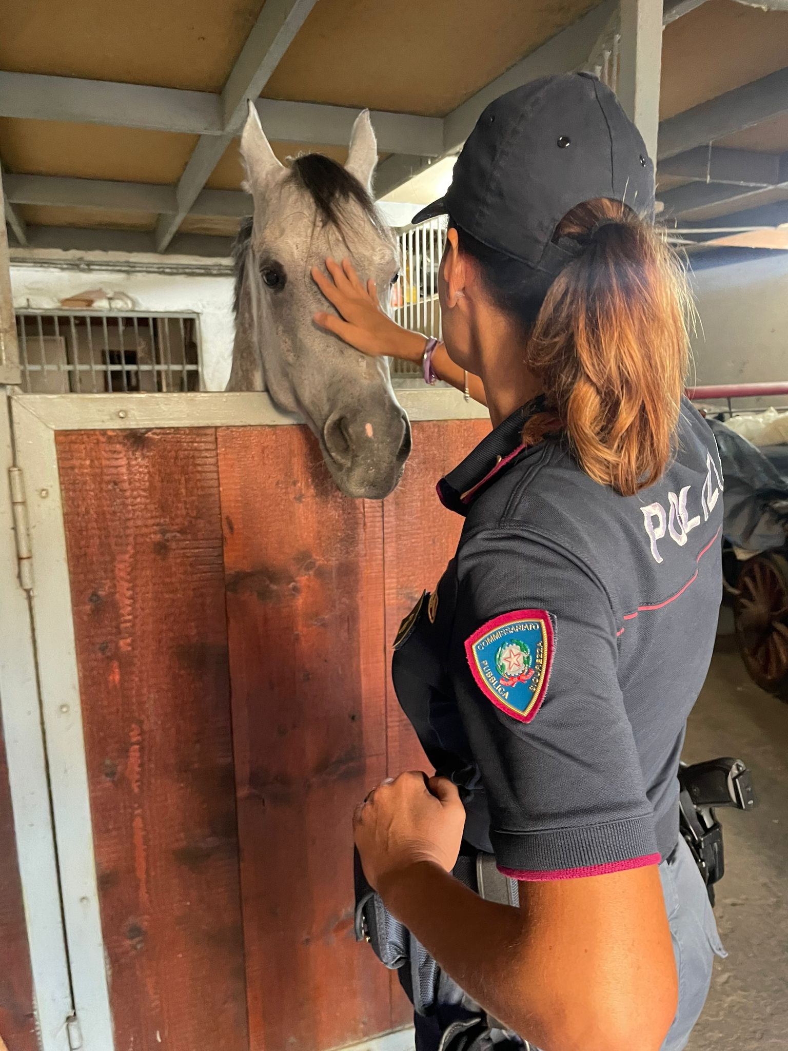UN CAVALLO NEL GARAGE, 42ENNE DI ACIREALE DENUNCIATO PER MALTRATTAMENTO ...