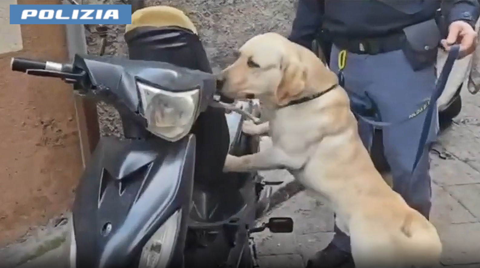 I CINOFILI DELLA POLIZIA DI STATO PROTAGONISTI DI UN CONTROLLO A SAN ...